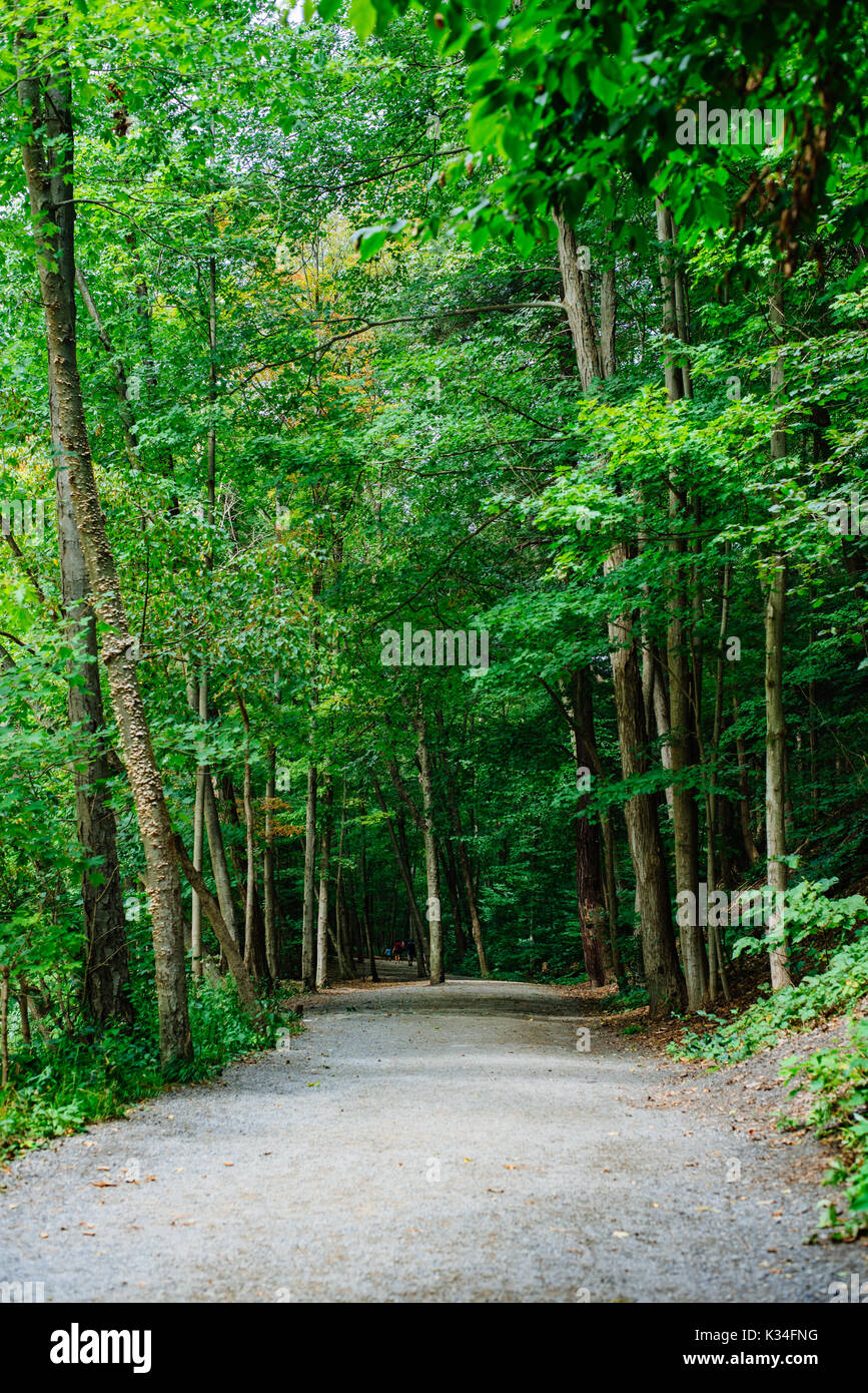 A nature trail traveling through green trees Stock Photo - Alamy