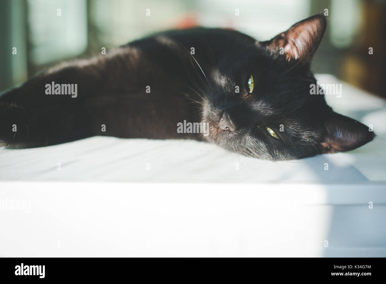A black cat laying on a table half asleep Stock Photo - Alamy