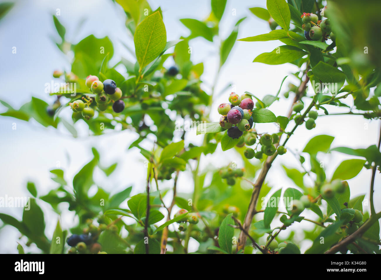 Blueberry fields hi-res stock photography and images - Alamy