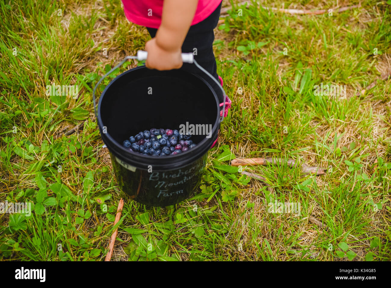 A small child holding a bucket full of blueberries Stock Photo - Alamy