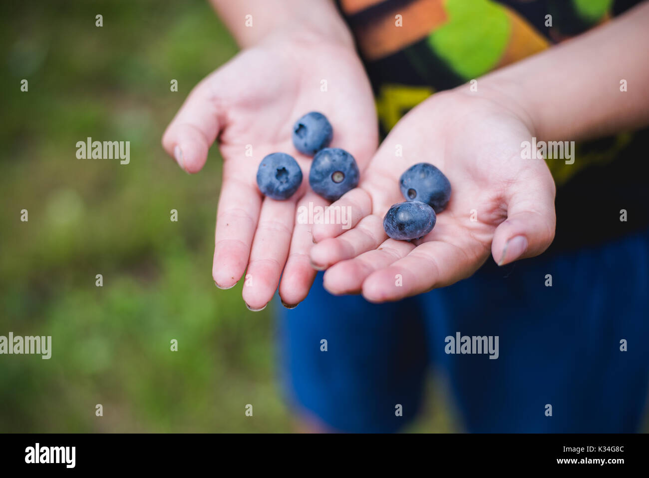Child hands holding fresh blueberries from a farm Stock Photo - Alamy