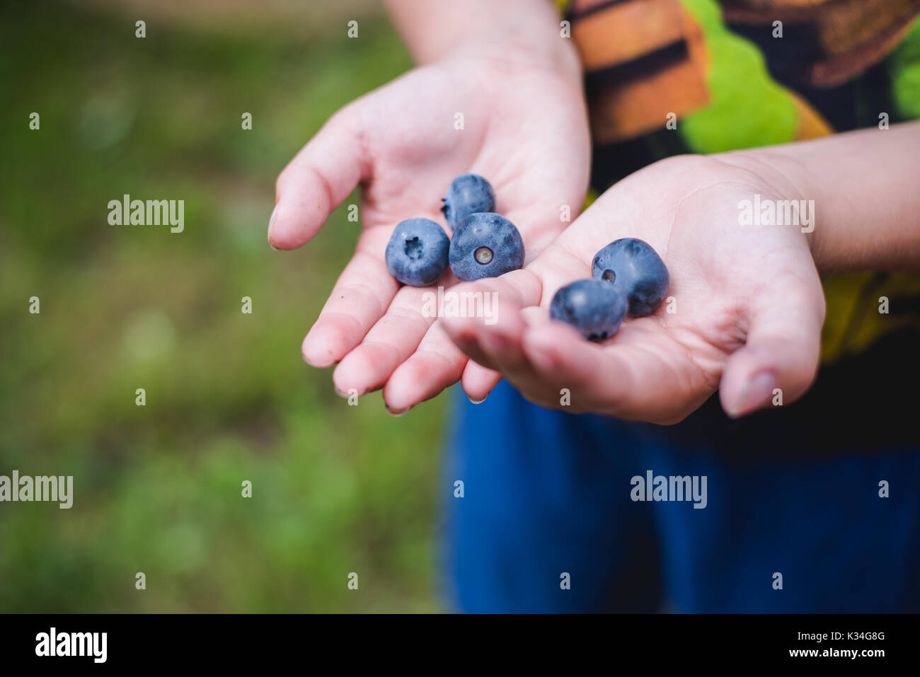 Child hands holding fresh blueberries from a farm Stock Photo - Alamy