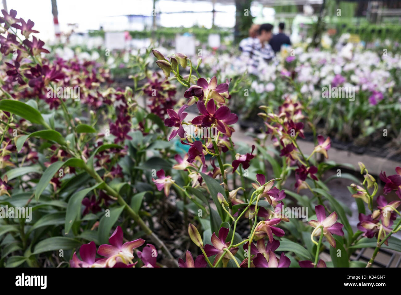 Southeast Asia Orchid Garden Super Market Stock Photo - Alamy
