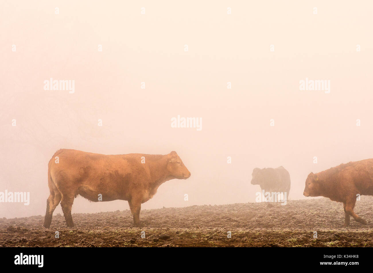 Curly cow hi-res stock photography and images - Alamy
