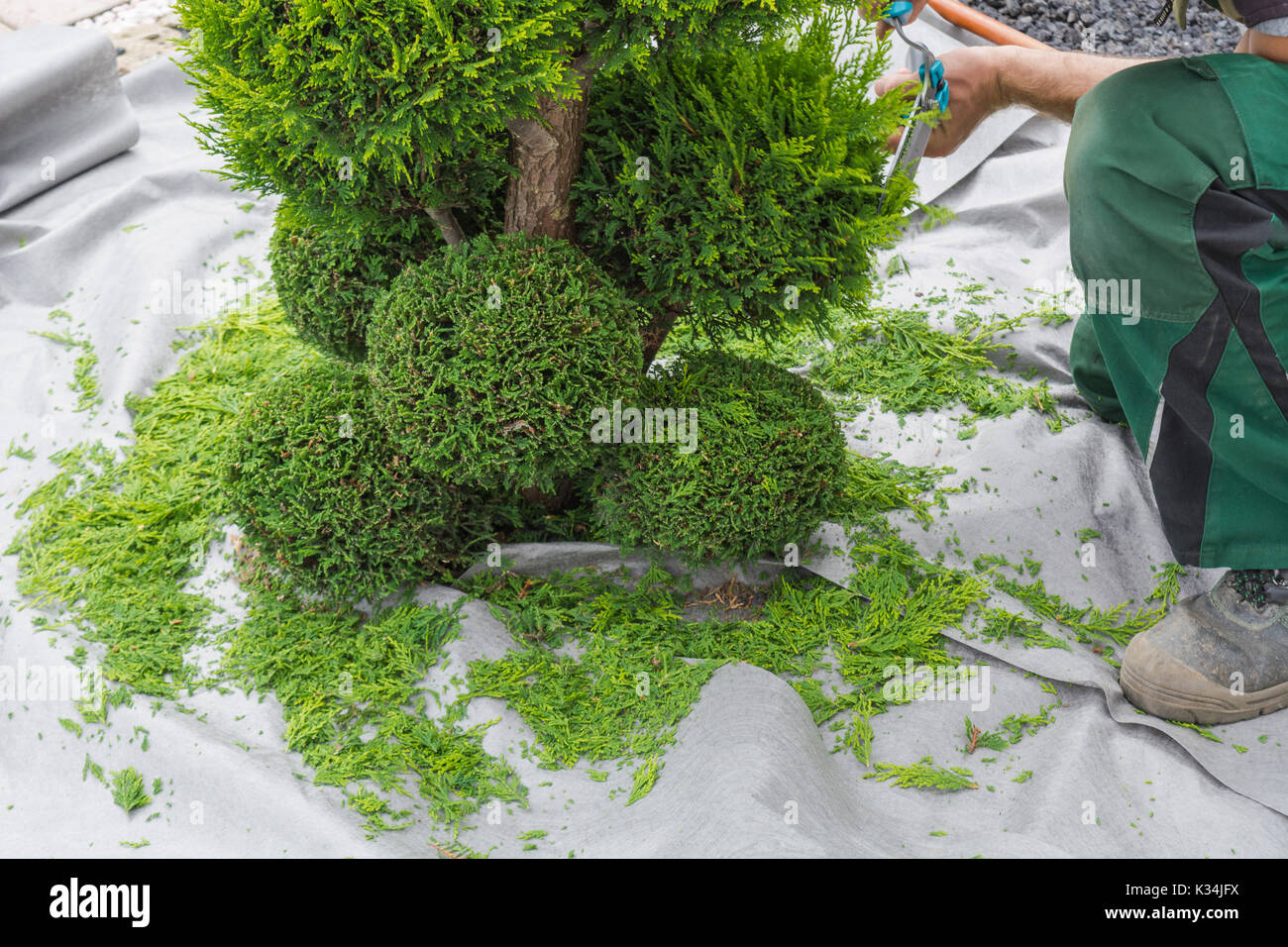 Thuja topiary hi-res stock photography and images - Alamy