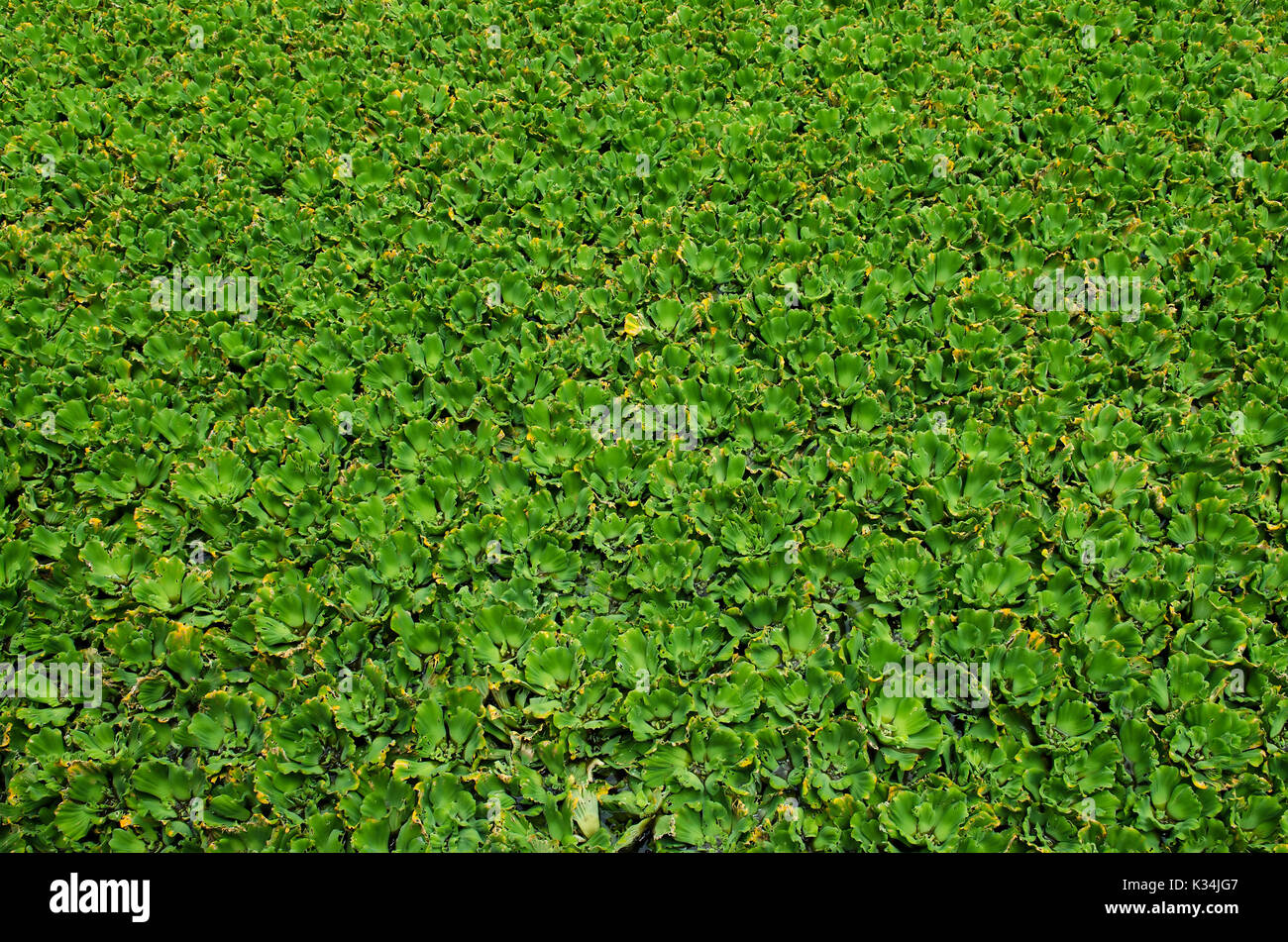 Aquatic Weed background - Backdrop of overgrown of aquatic weed, known ...