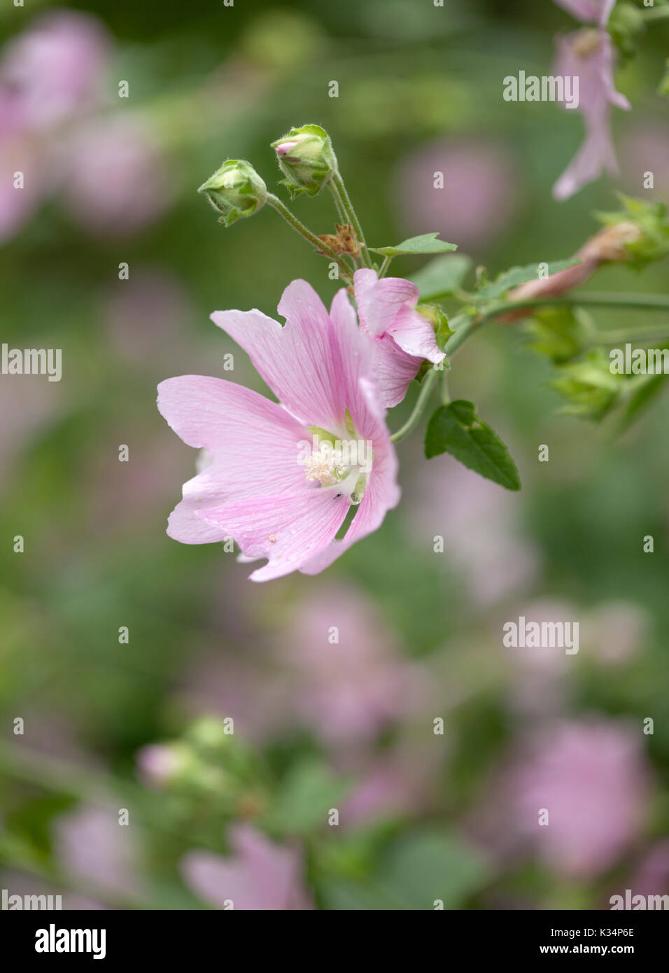 pink Lavatera flowers natural floral background Stock Photo - Alamy