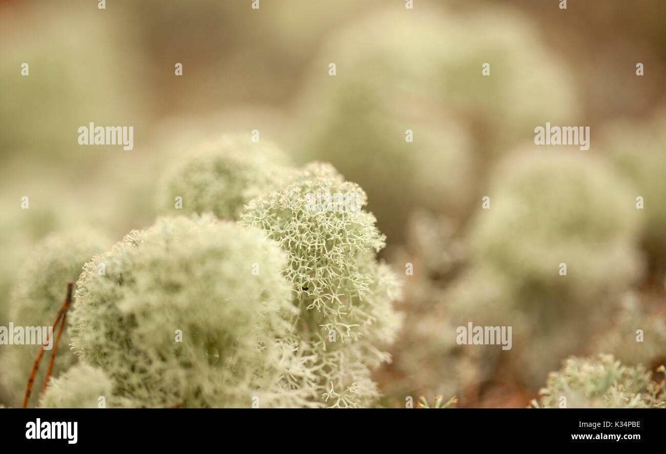 Natural macro summery background of light reaindeer lichen Stock Photo ...
