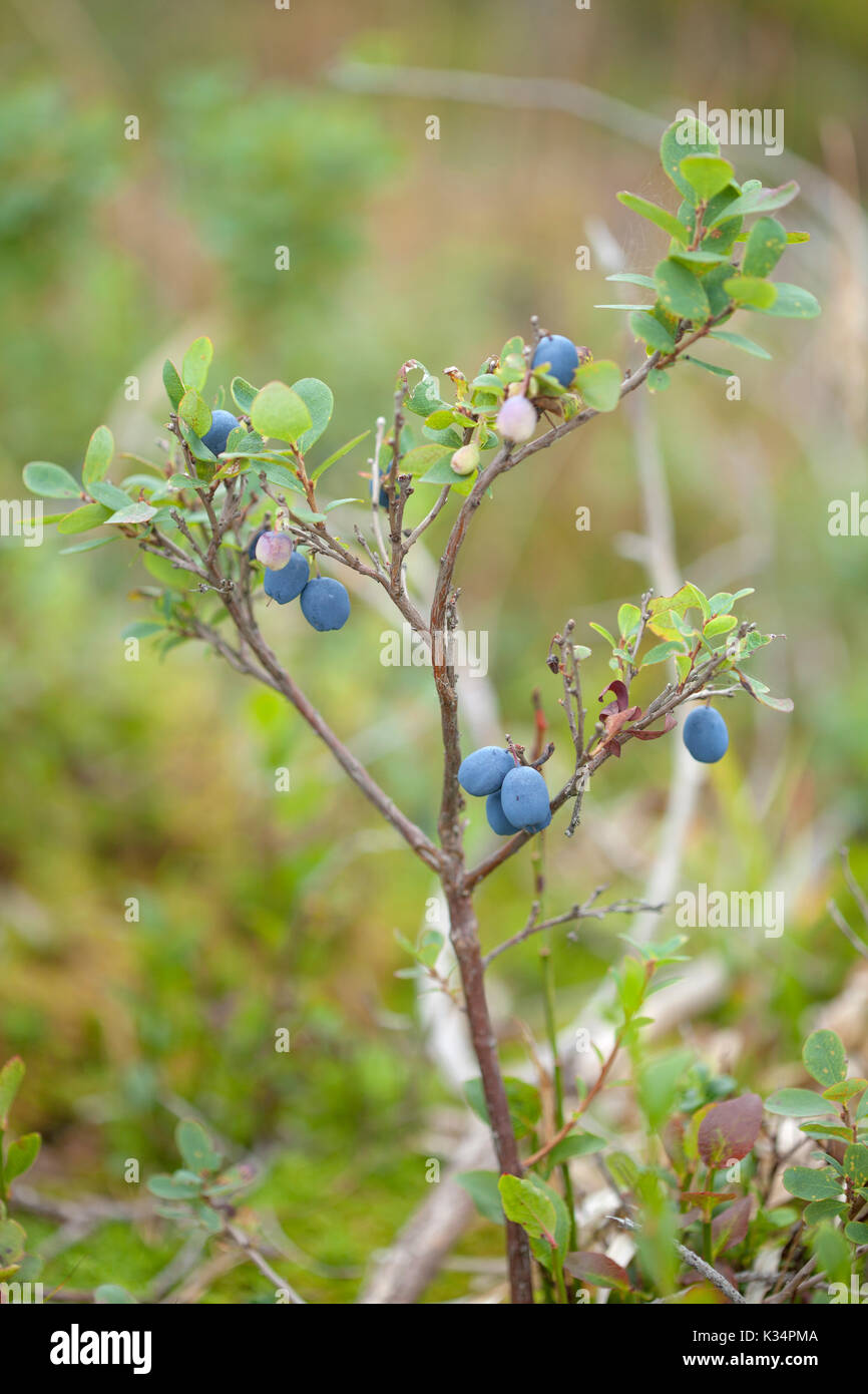 Oblong berries hi-res stock photography and images - Alamy