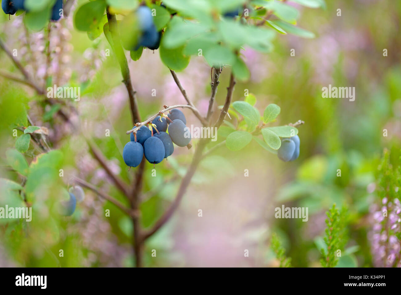 Oblong berries hi-res stock photography and images - Alamy