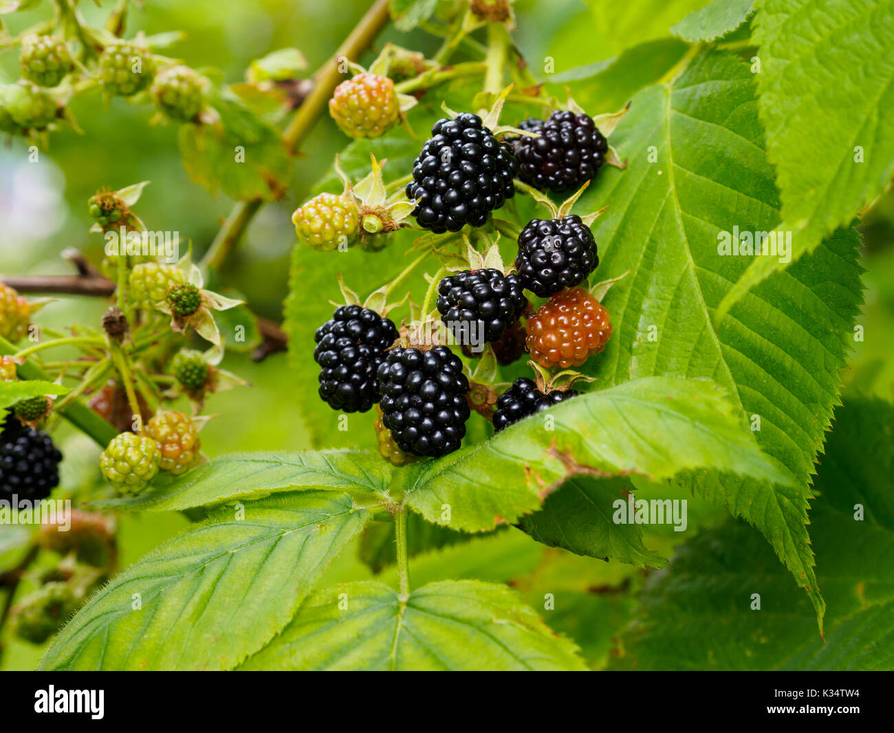 Rubus occidentalis hi-res stock photography and images - Alamy