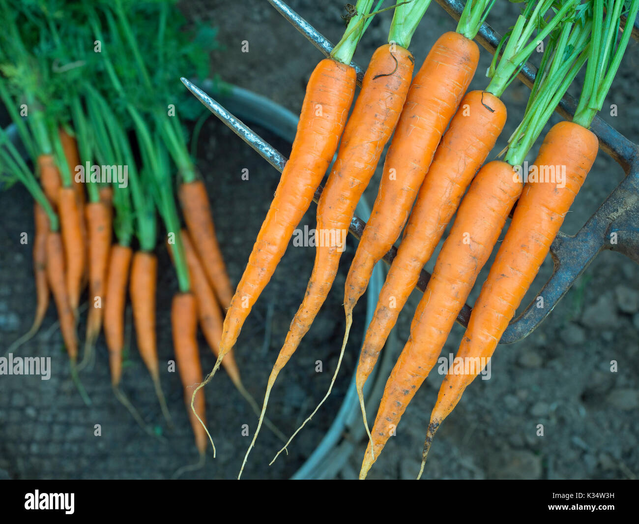 Digging up and harvesting home grown carrot crop in vegetable garden ...