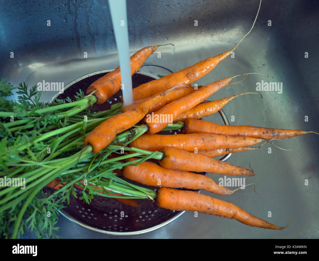 washing home grown carrot crop in kitchen sink Stock Photo - Alamy
