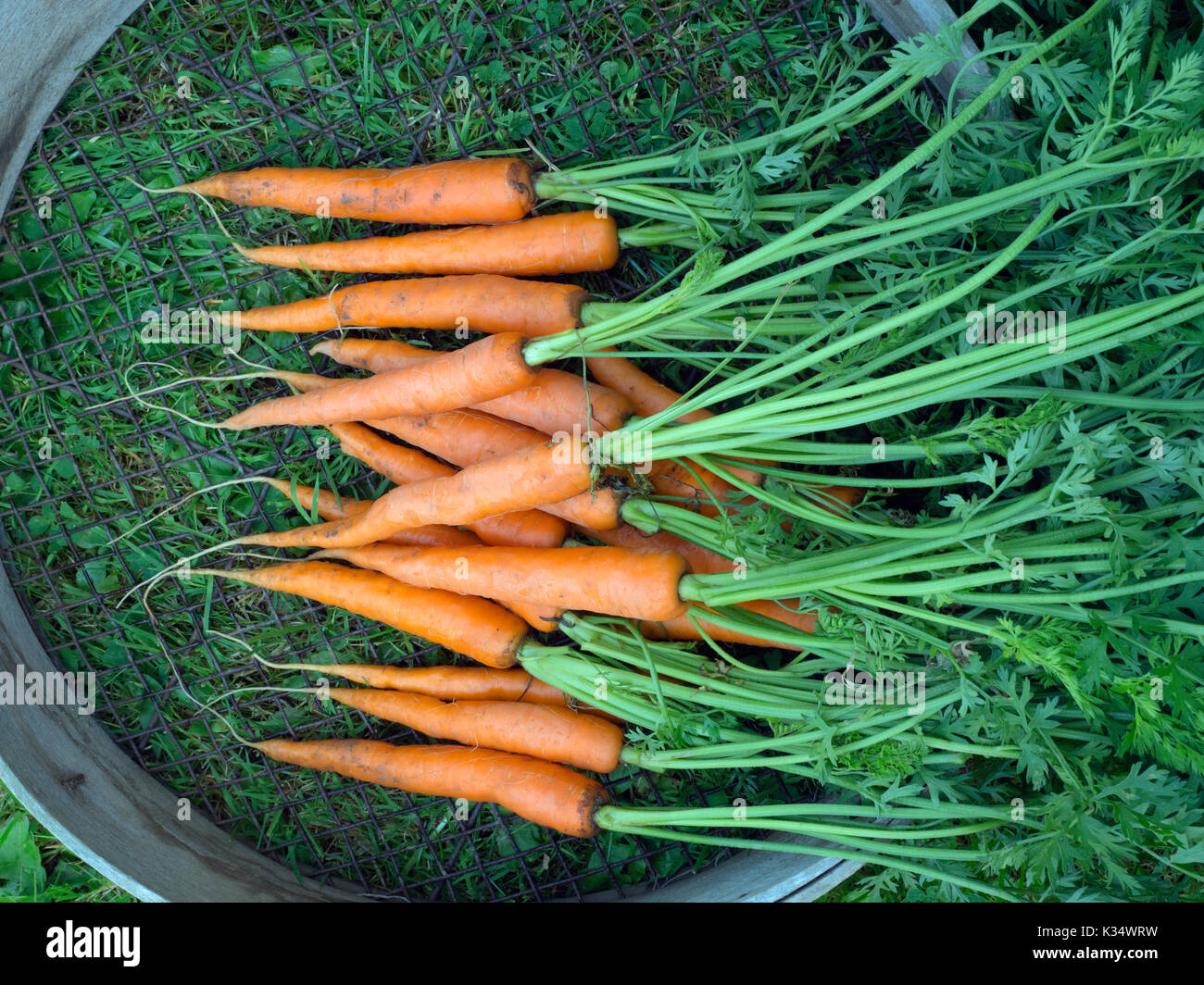 Digging up and harvesting home grown carrot crop in vegetable garden ...