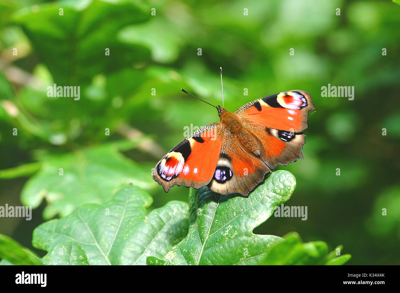 Butterfly on oak tree hi-res stock photography and images - Alamy