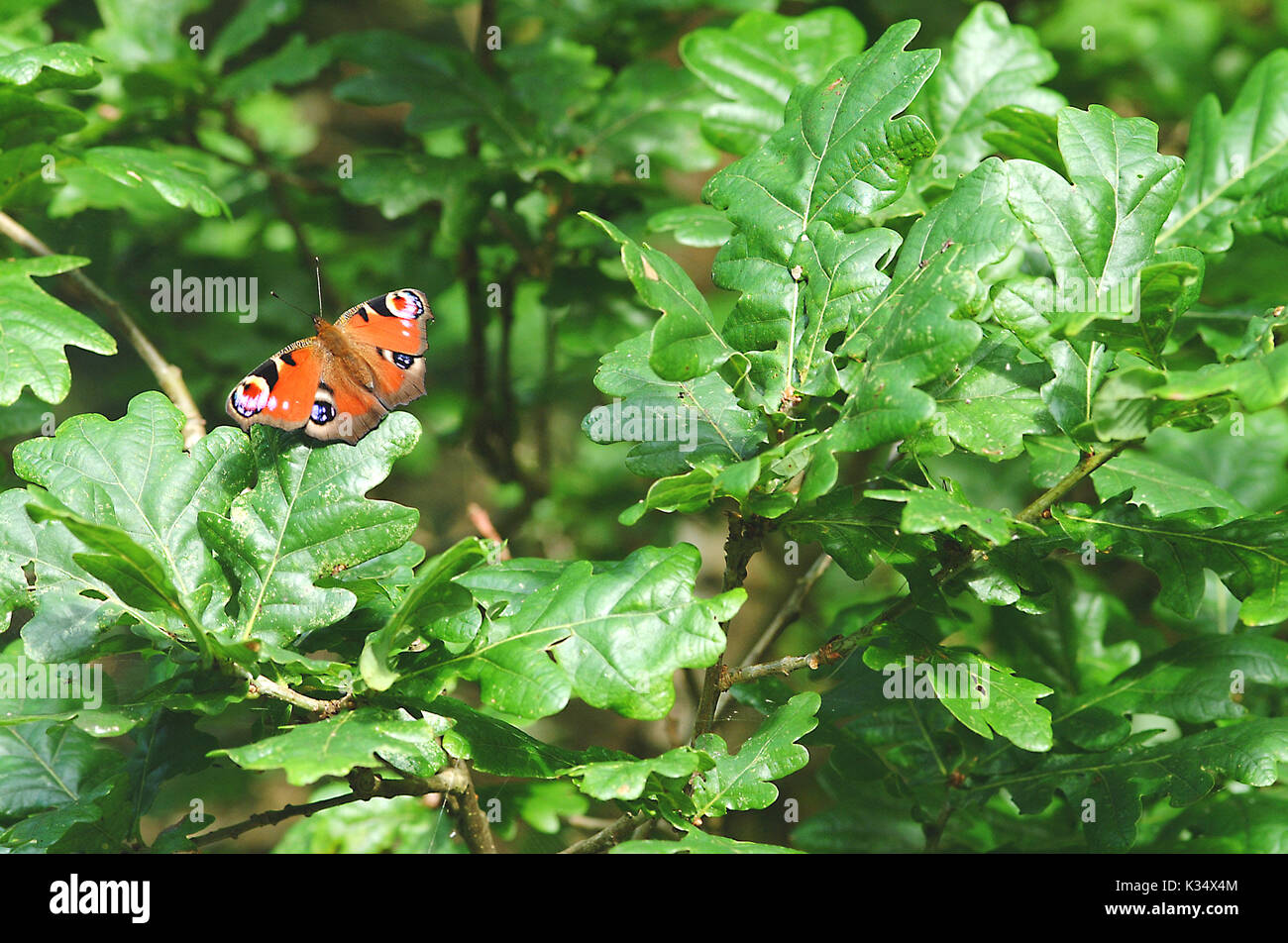 Butterfly on oak tree hi-res stock photography and images - Alamy