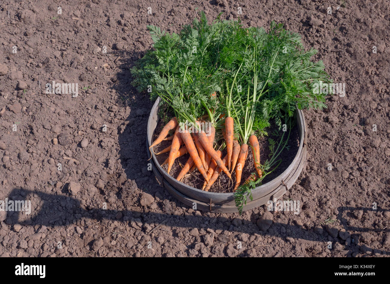 Digging up and harvesting home grown carrot crop in vegetable garden ...