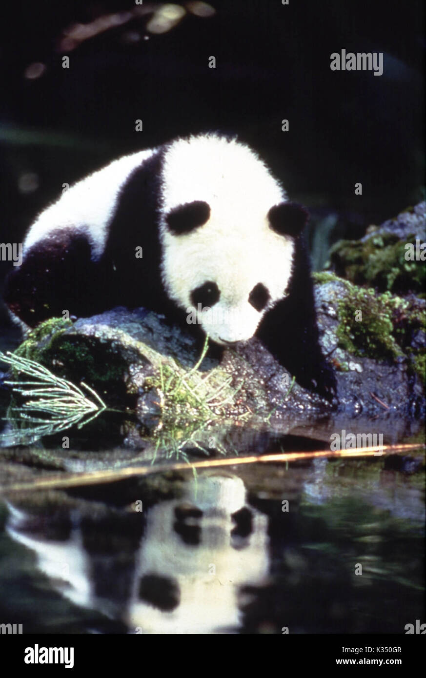 THE AMAZING PANDA ADVENTURE Date: 1995 Stock Photo - Alamy