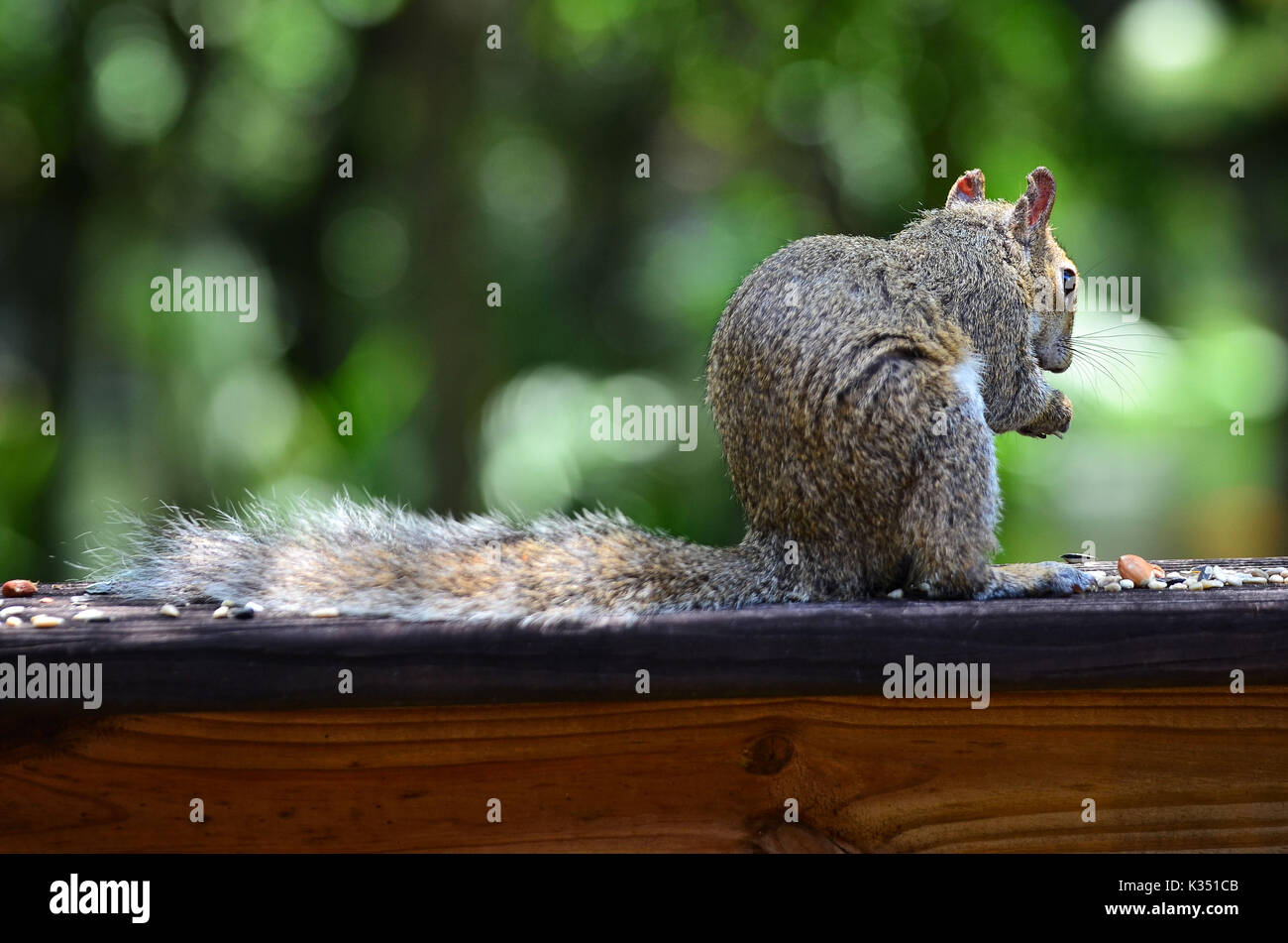 Unusual pet hi-res stock photography and images - Alamy