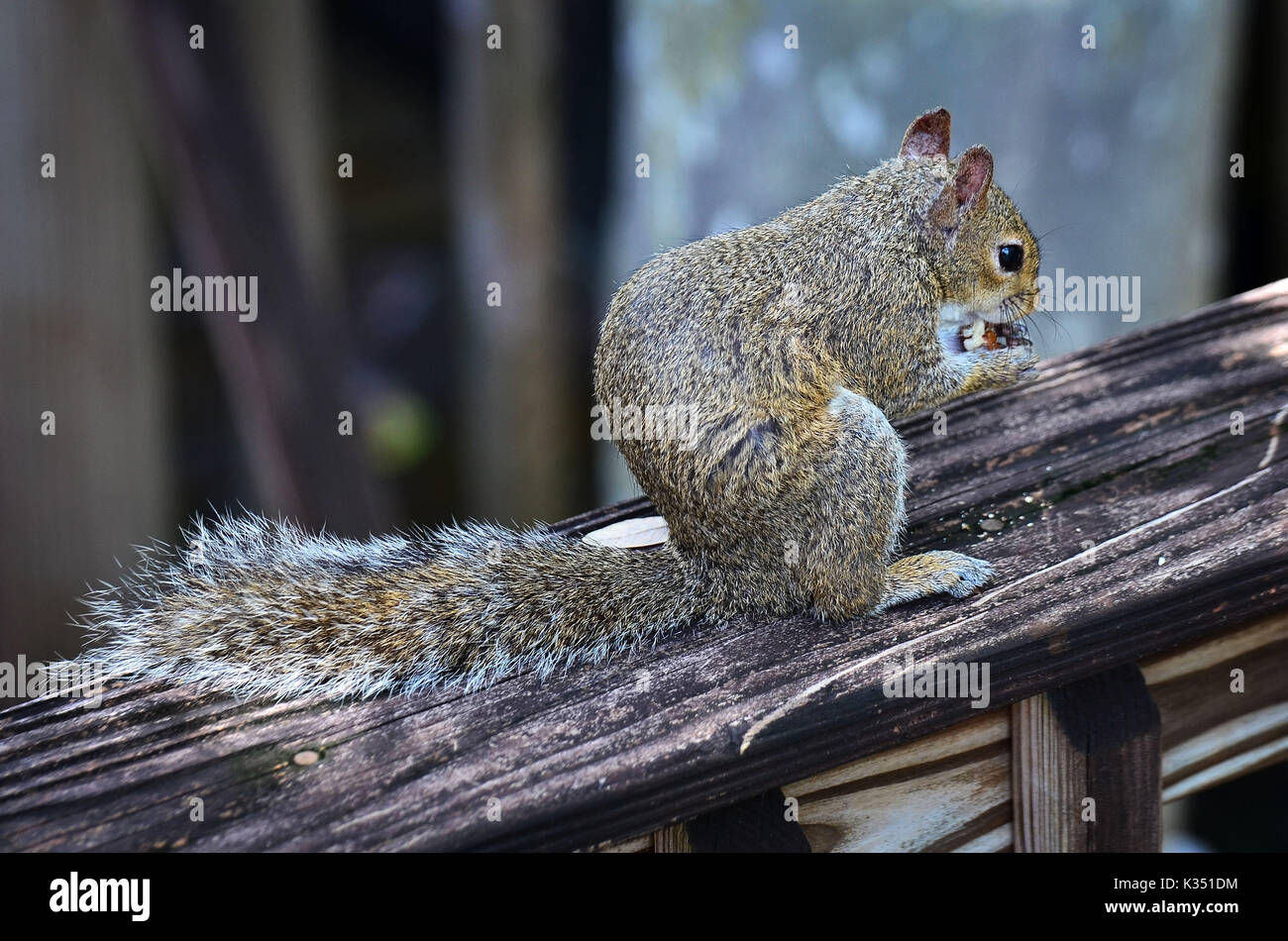 Eastern grey squirrel - sciurus carolinensis Stock Photo - Alamy