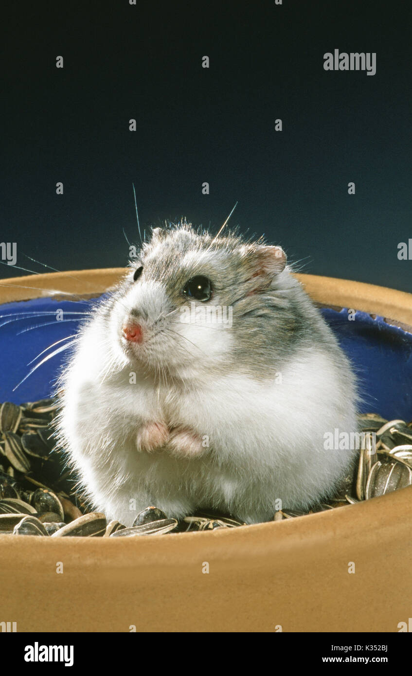 Black Fancy Russian Dwarf Hamster