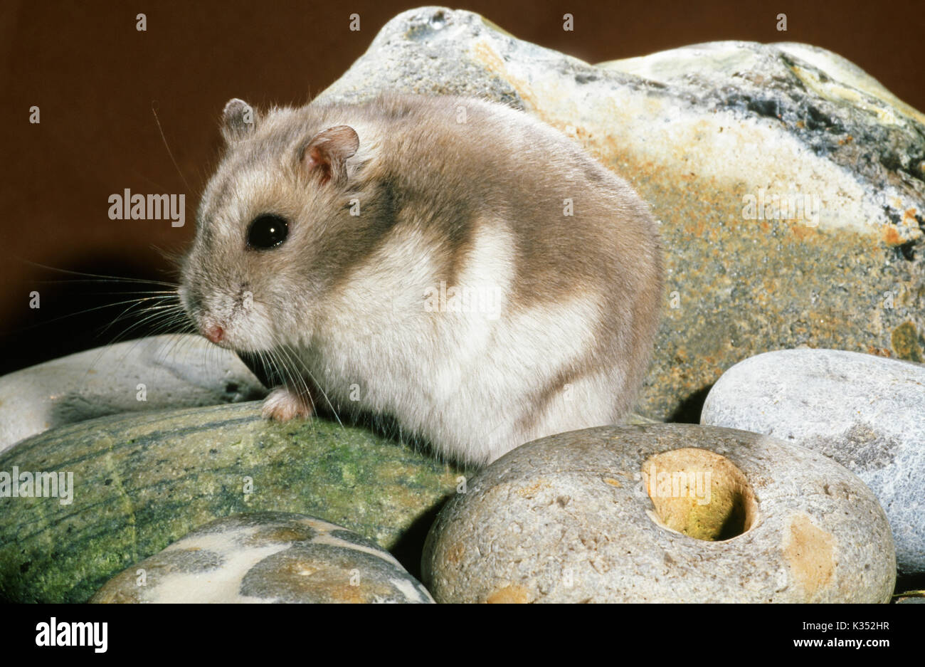 Winter White Hamster Colors