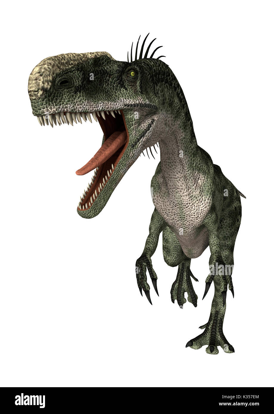 3D rendering of a dinosaur Monolophosaurus isolated on white background ...