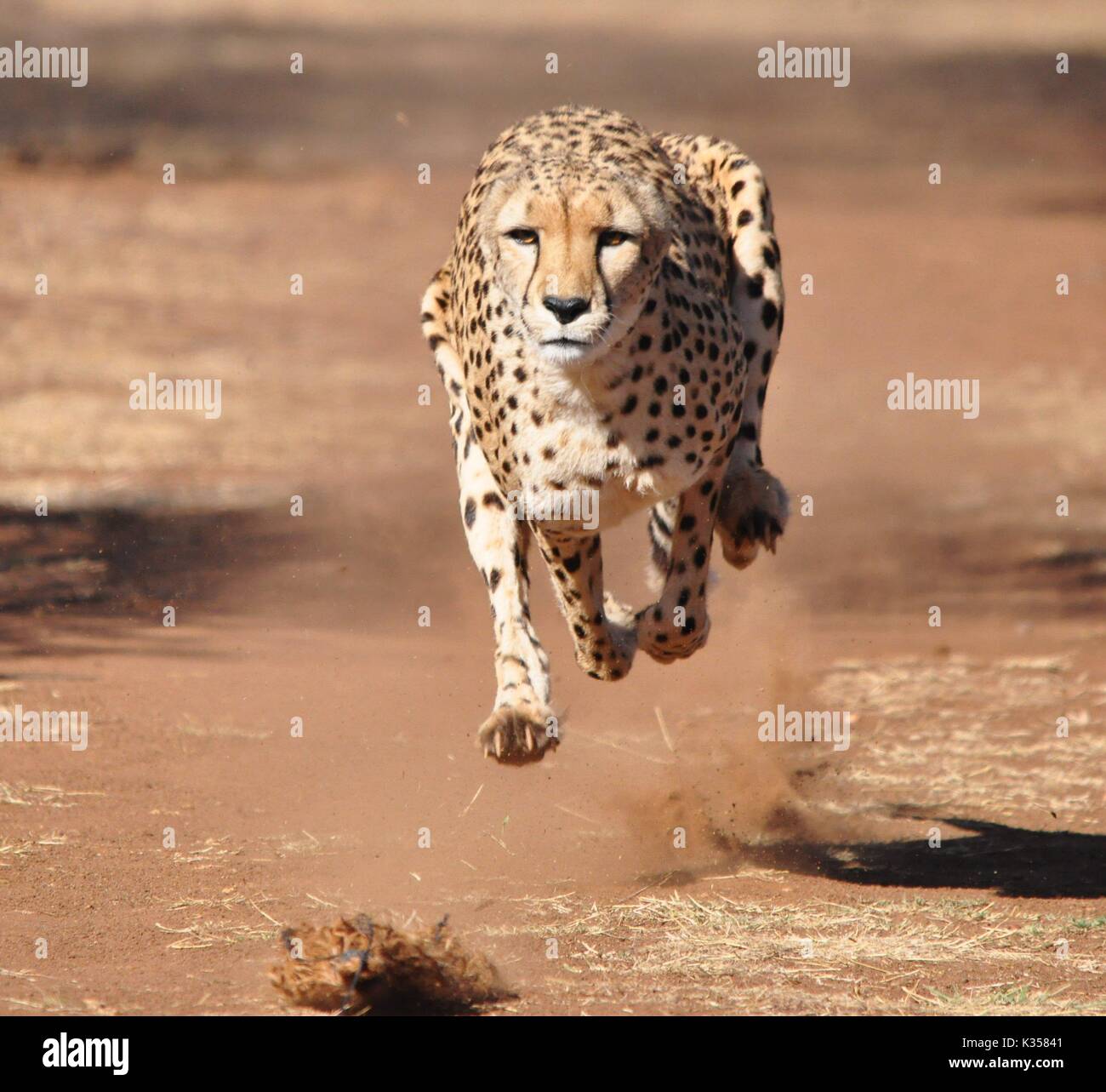 Full front frontal view hi-res stock photography and images - Alamy