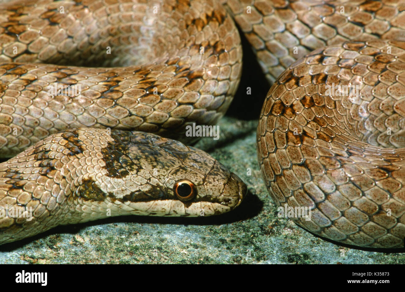 Smooth Snake (Coronella austriaca Stock Photo - Alamy