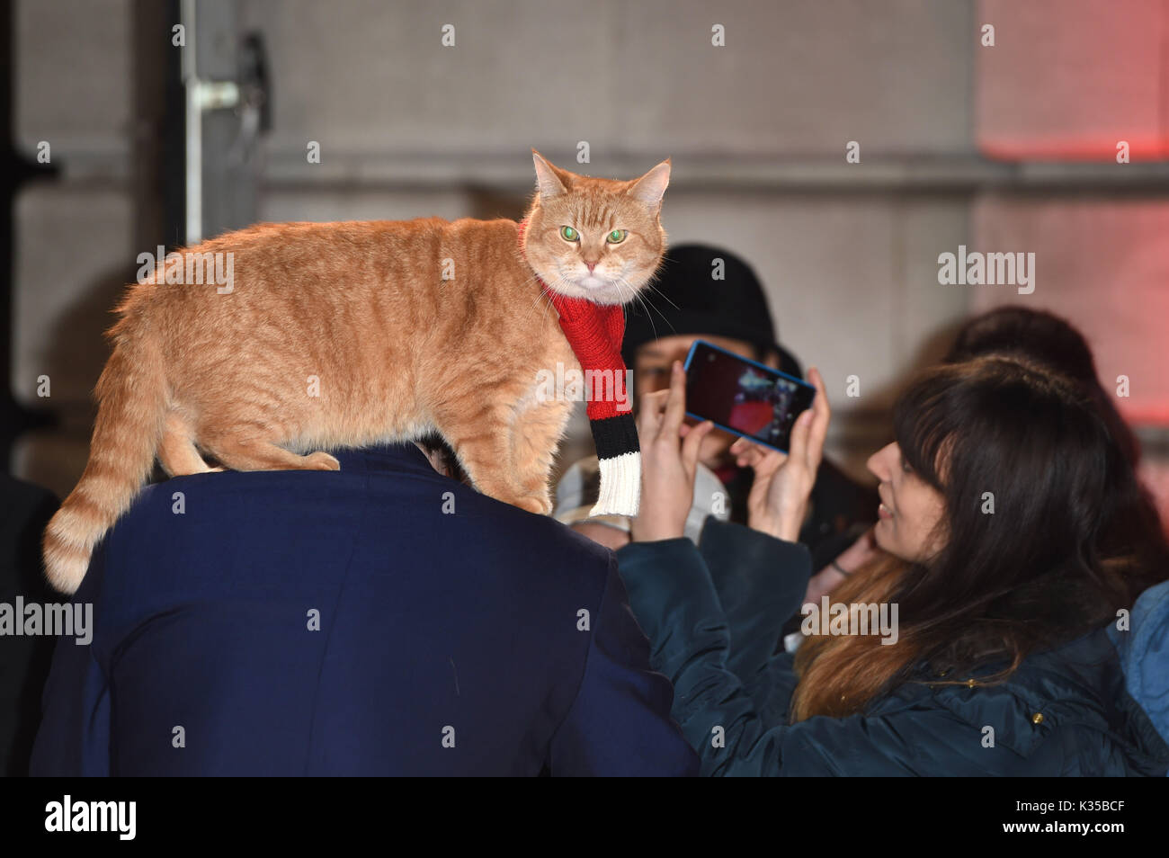 Photo Must Be Credited ©Alpha Press 079965 03/11/2016 Bob The Cat and ...