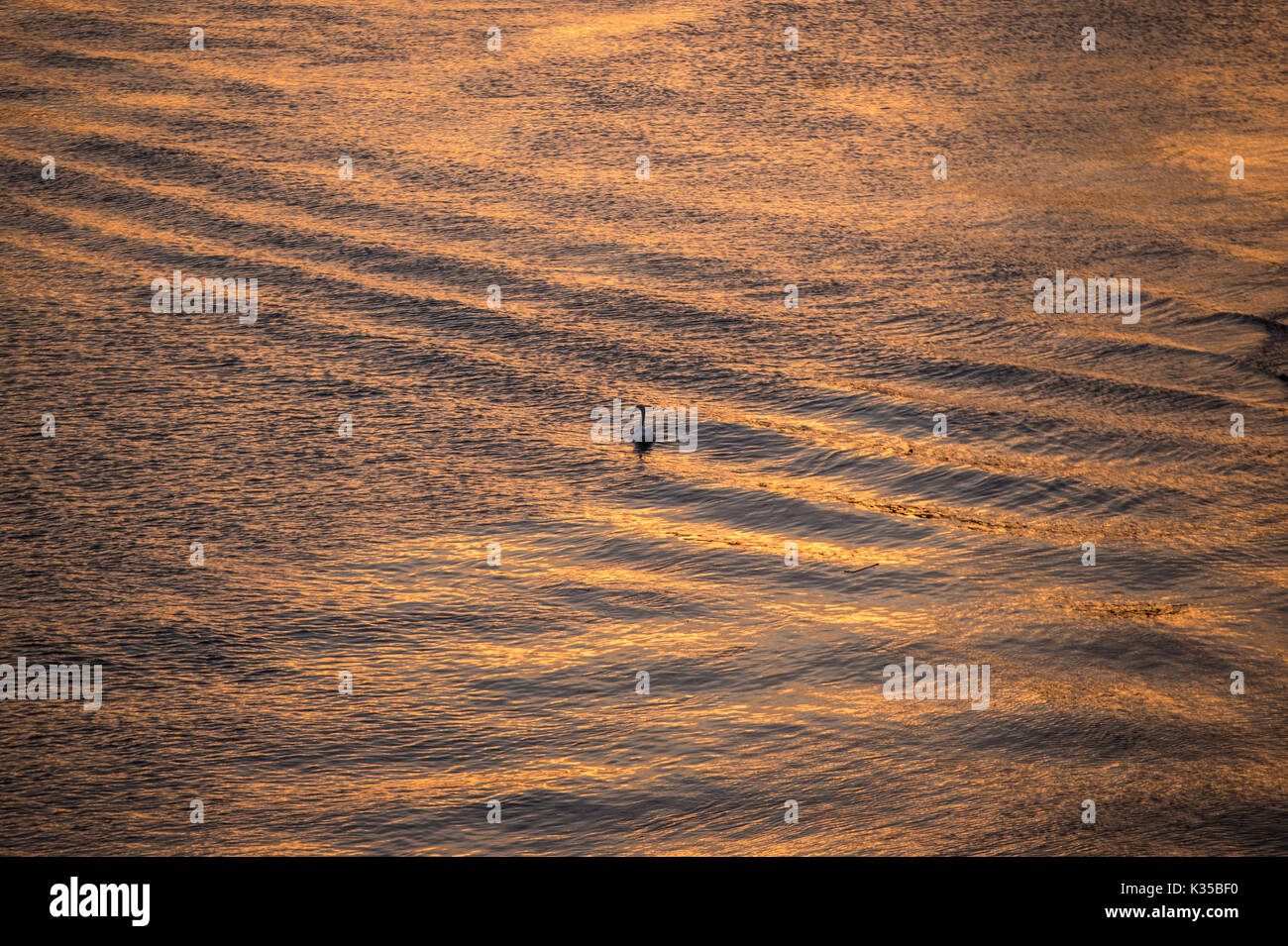 Thames wildlife hi-res stock photography and images - Alamy
