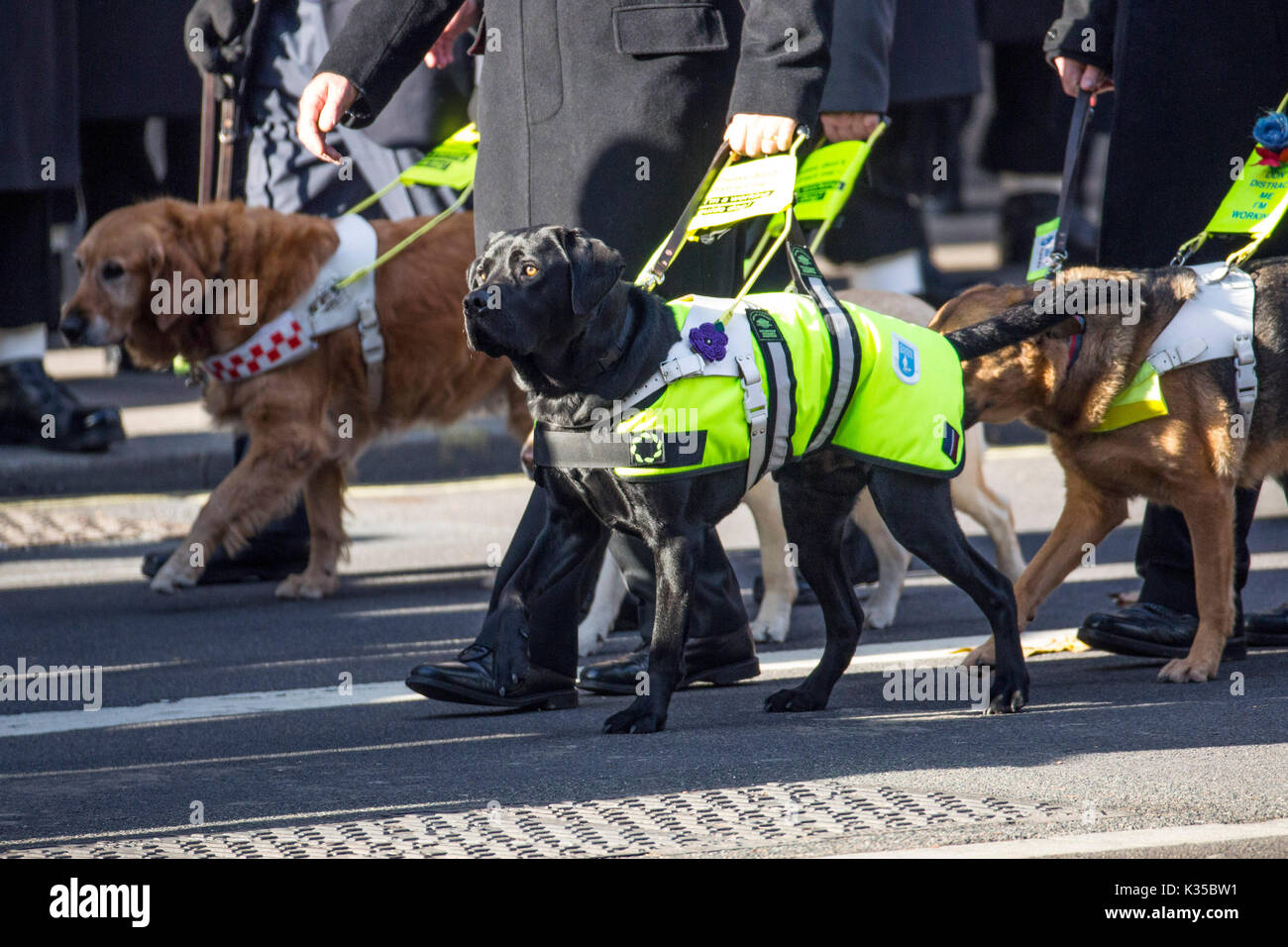 Labrador retriever guide london hi-res stock photography and images - Alamy