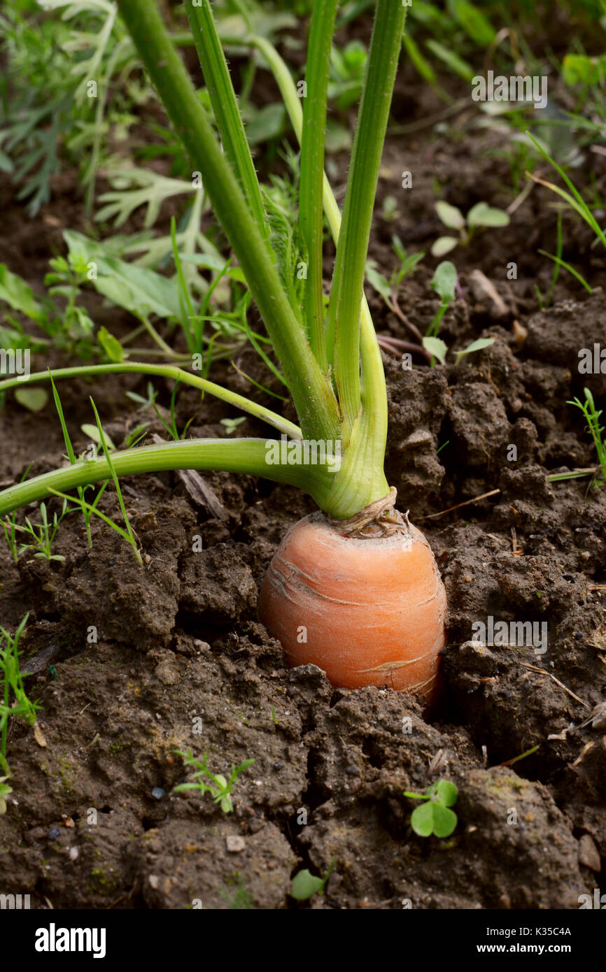 Carrot root in soil hi-res stock photography and images - Alamy