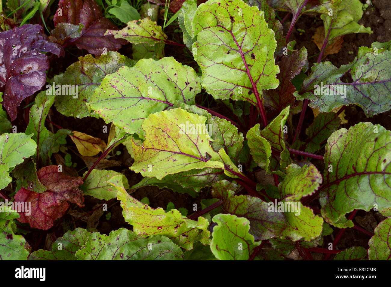 Dense foliage of beetroot plants; lush bright green and deep purple ...