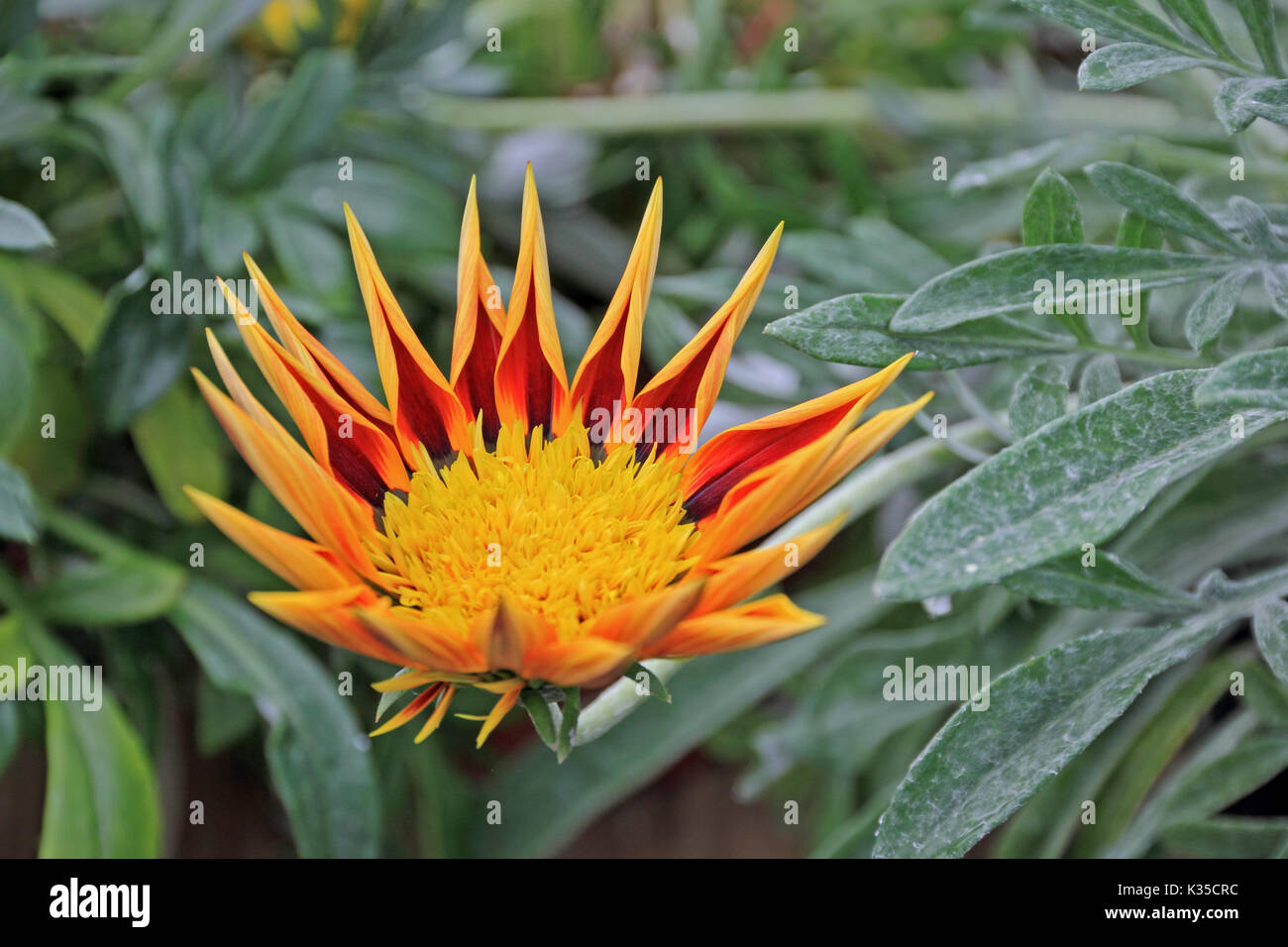 Gazania apache hi-res stock photography and images - Alamy