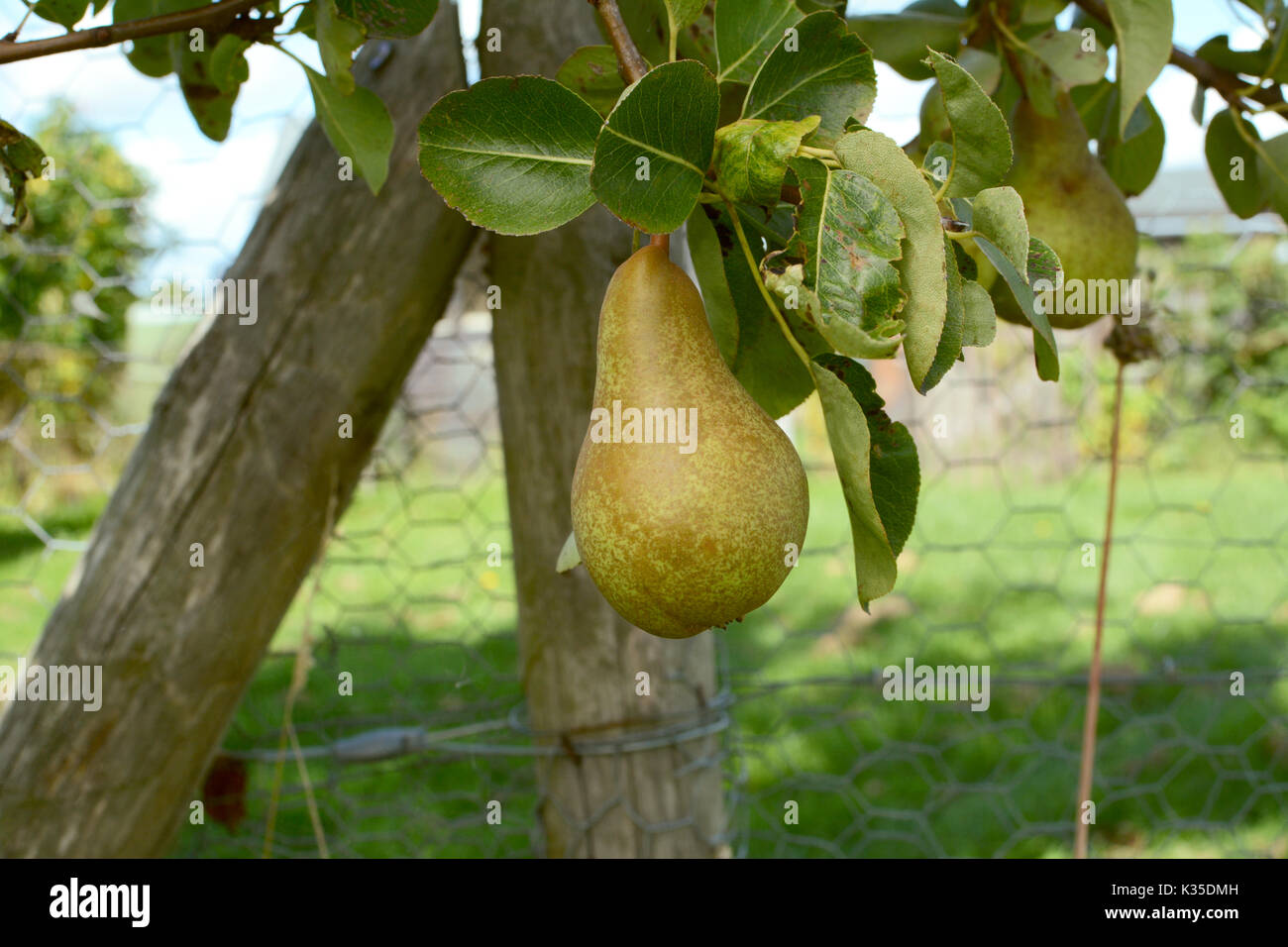 Single pear hangs from branch of fruit tree in an allotment Stock Photo ...