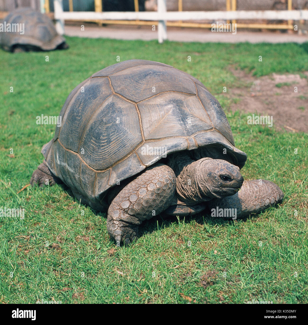 Worlds Largest Tortoise High Resolution Stock Photography and Images ...