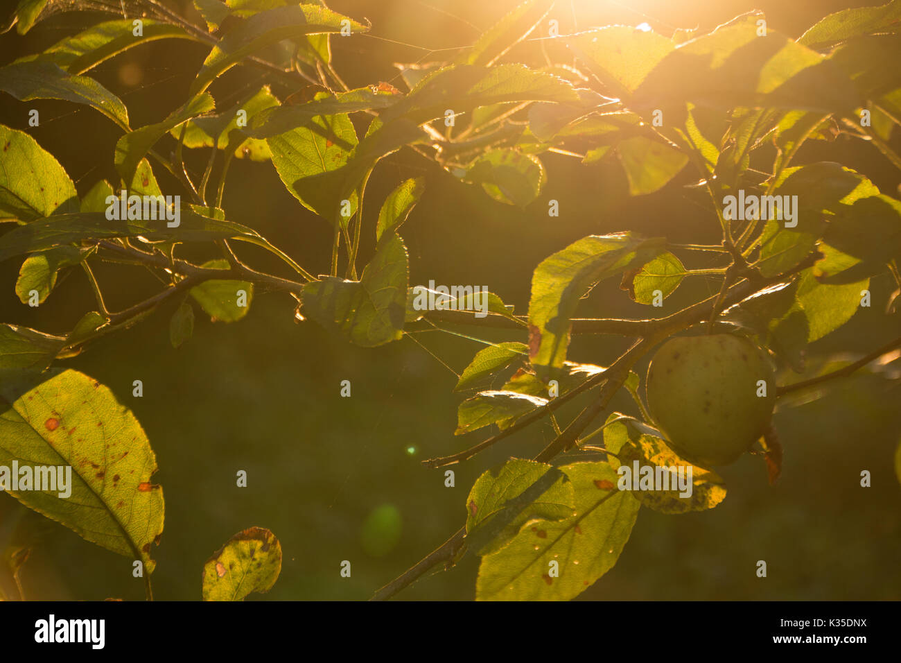 Backlit apple tree at sunset Stock Photo - Alamy