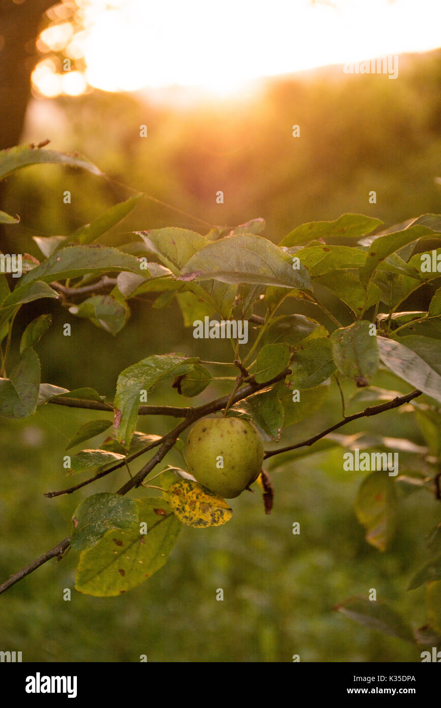 Eden garden sun and sunset hi-res stock photography and images - Alamy