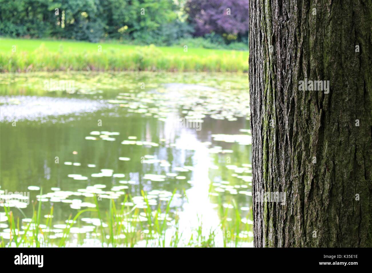 An Image of a tree with a lake in the background Stock Photo - Alamy