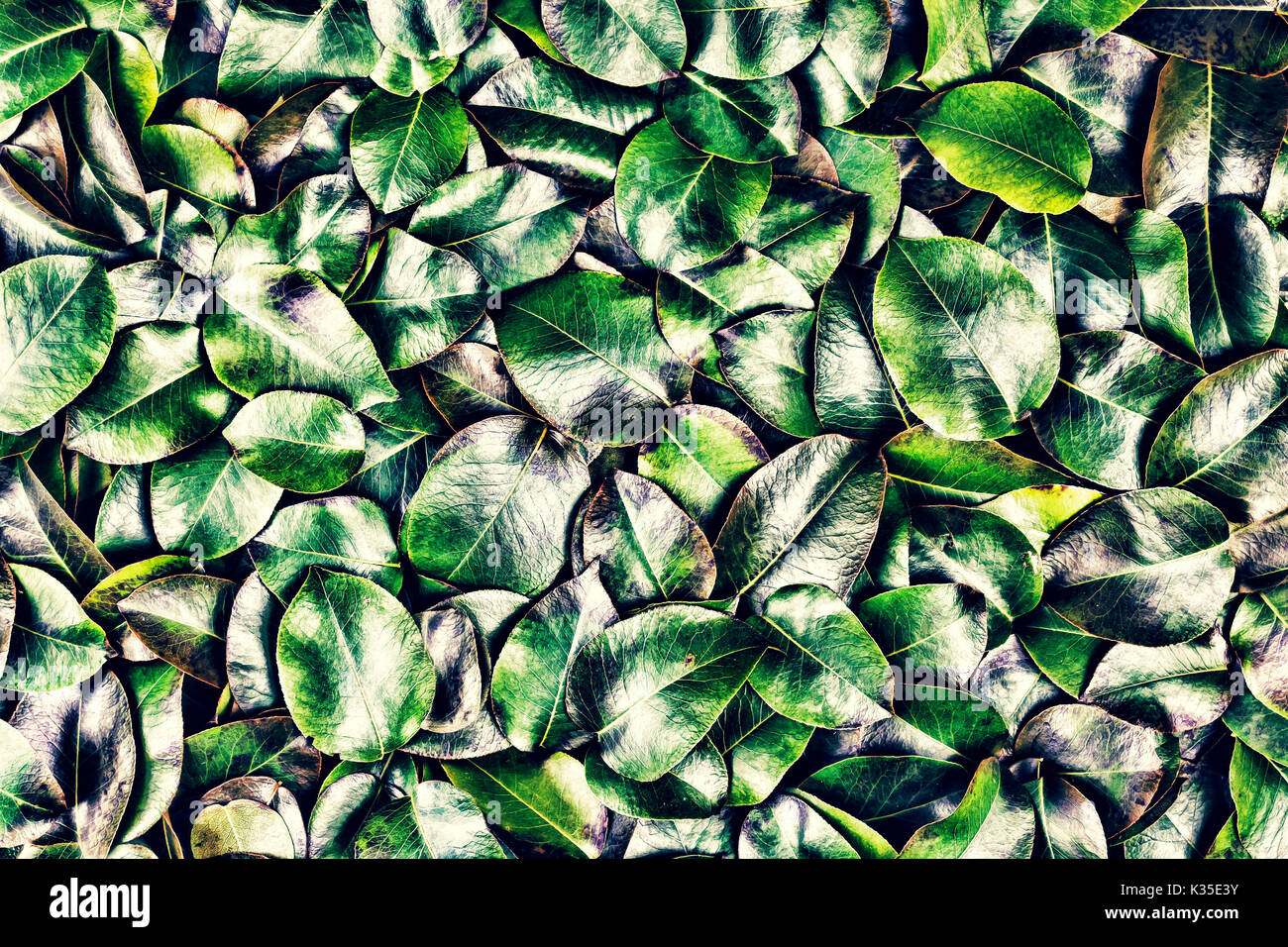Big green leaves Float in the water Stock Photo - Alamy