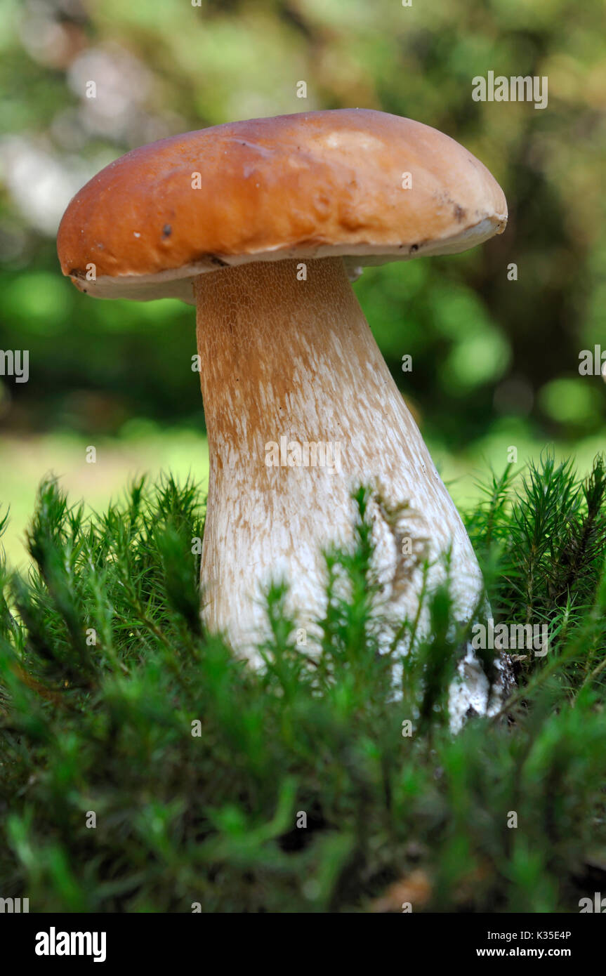 Beautiful cep in moss hi-res stock photography and images - Alamy