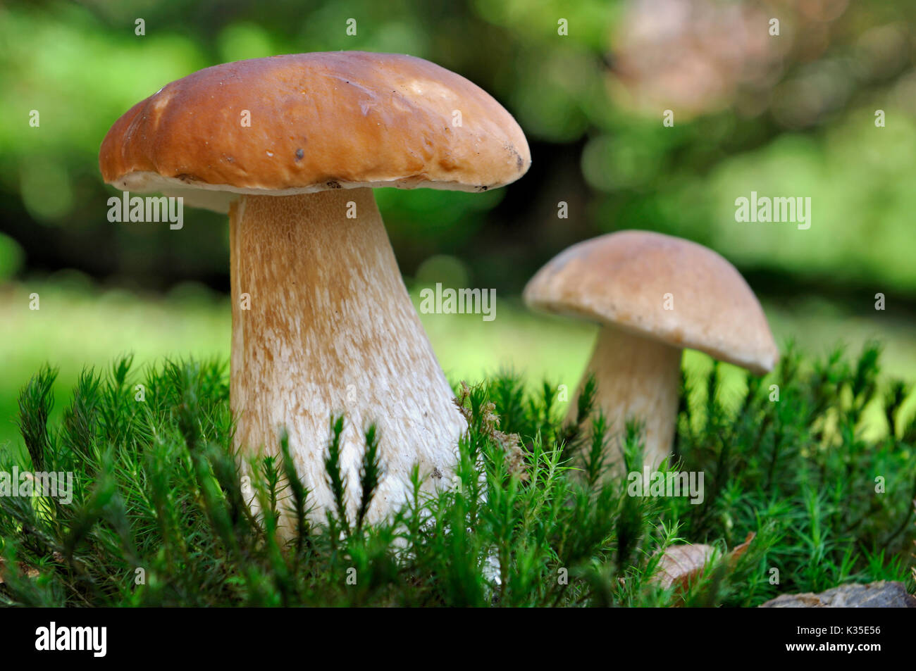 Beautiful cep in moss hi-res stock photography and images - Alamy