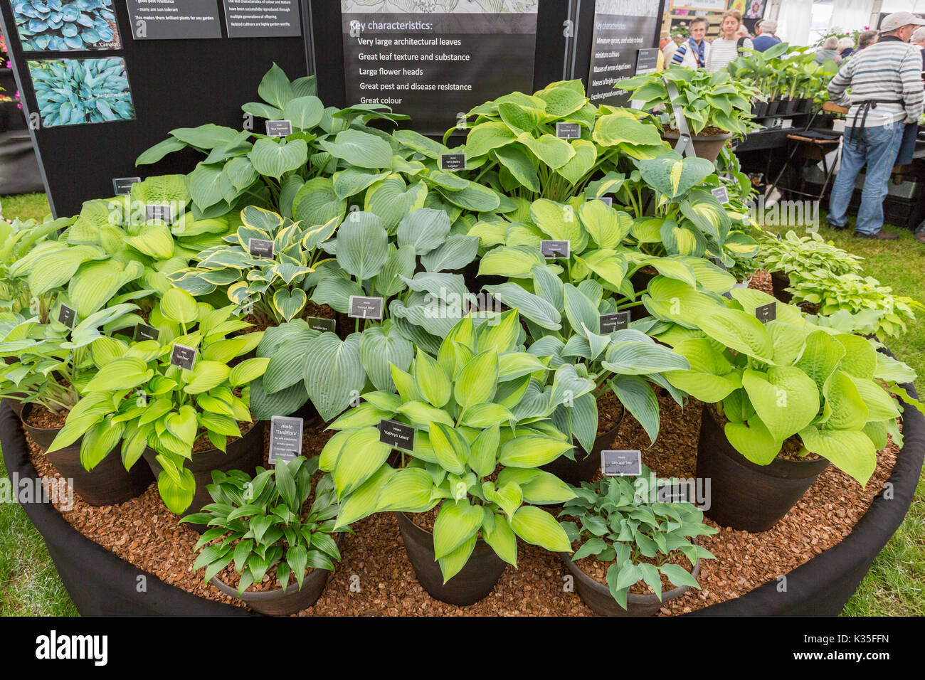 An impressive display of different hosta varieties in the Floral ...