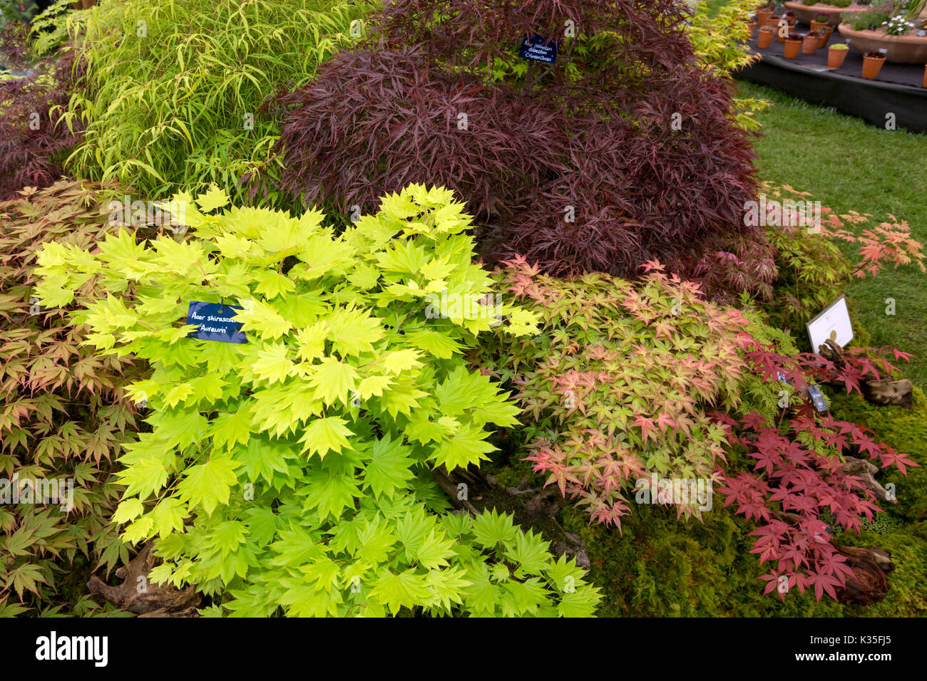 Acer varieties hi-res stock photography and images - Alamy