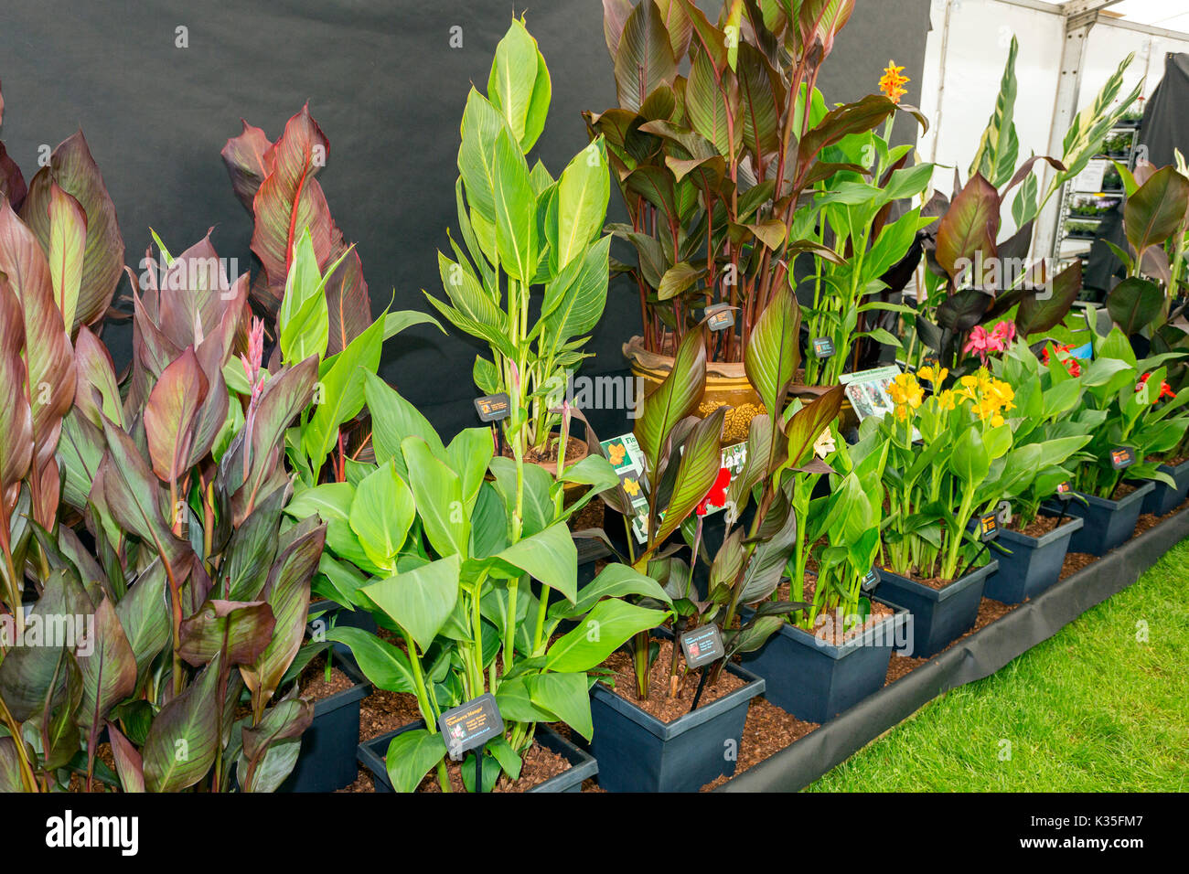 An impressive display of different canna varieties in the Floral ...