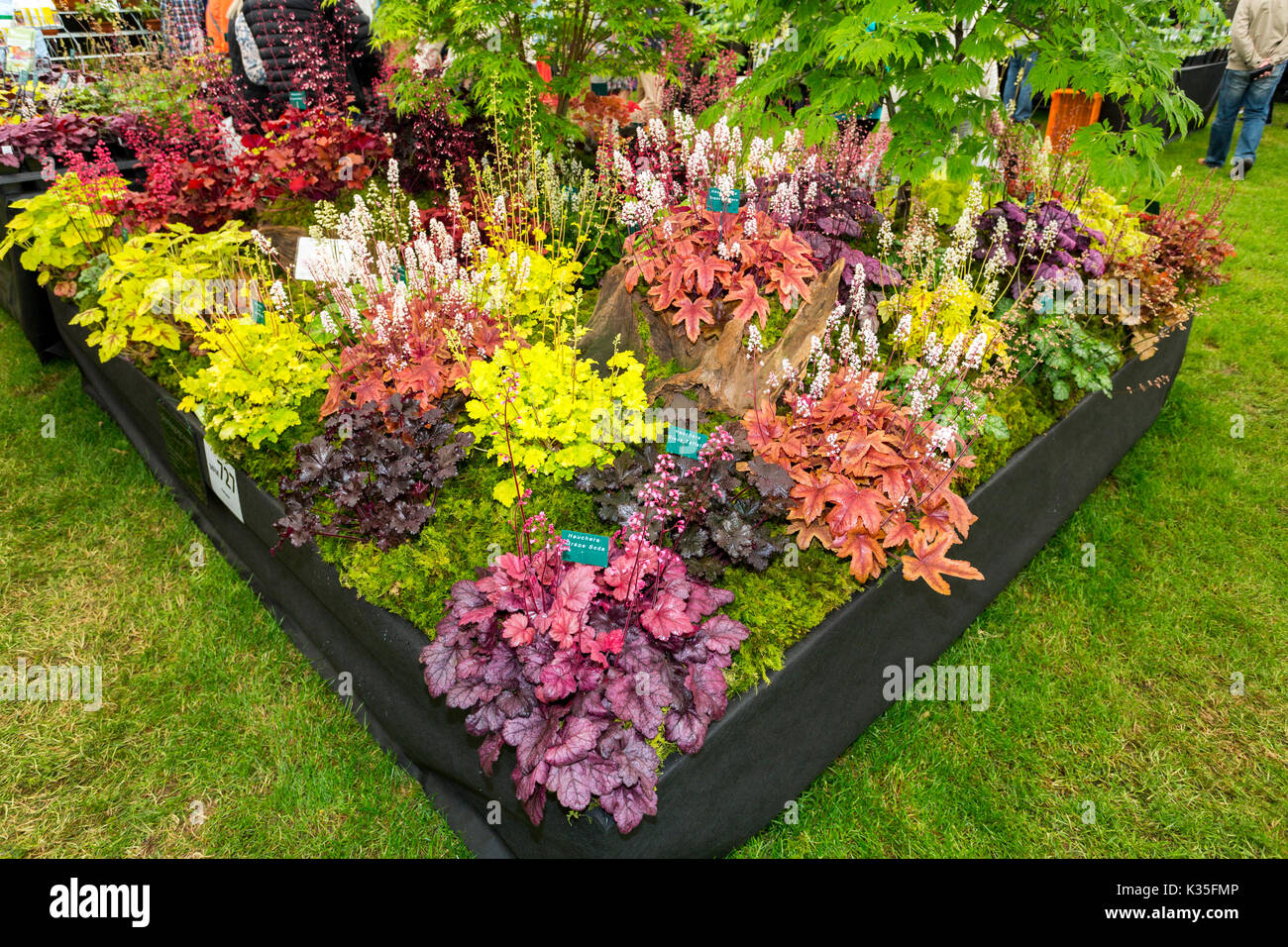 An impressive display of different heuchera varieties in the Floral ...