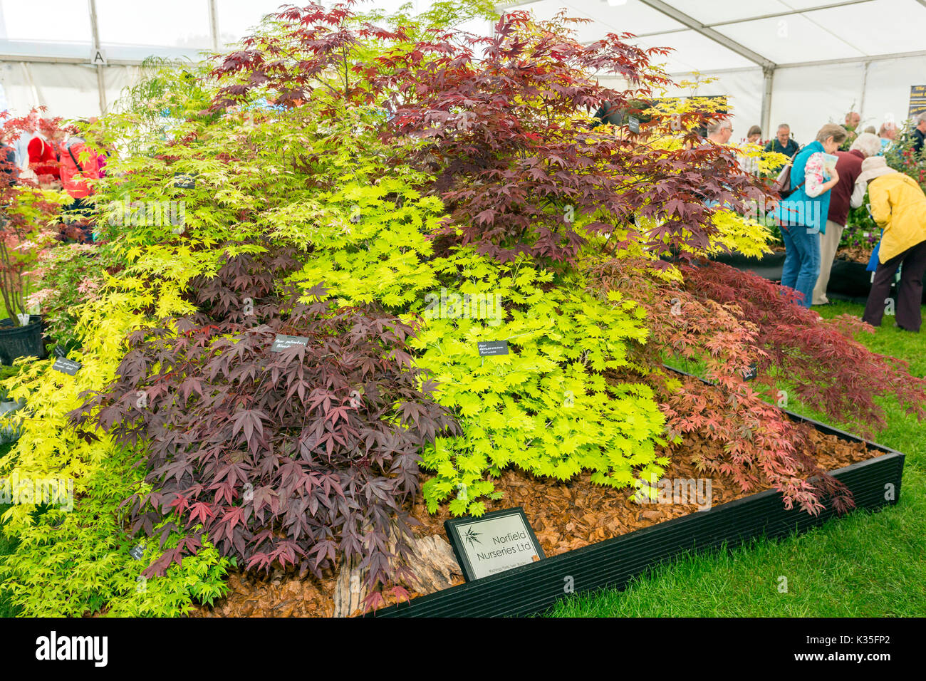 An impressive display of different acer tree varieties in the Floral ...