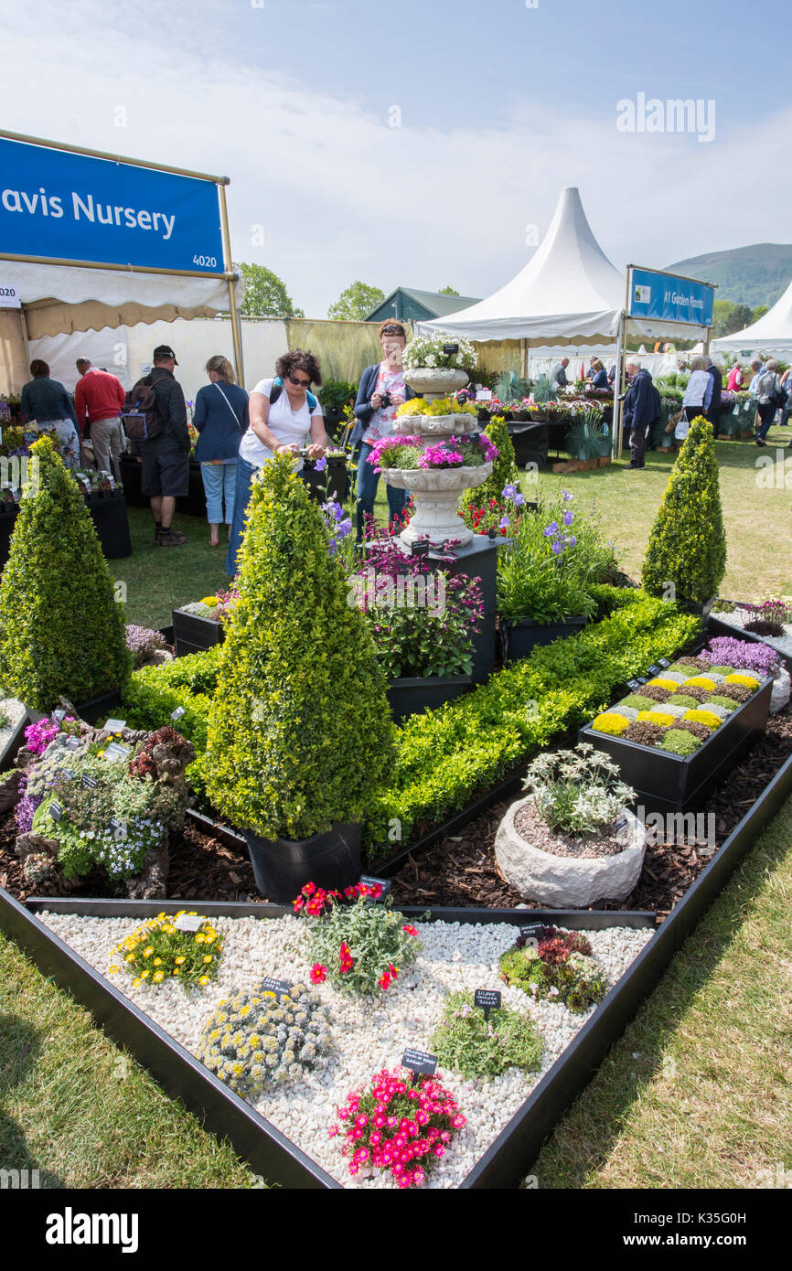 An impressive and colourful outdoor sales display of hedging and alpine ...