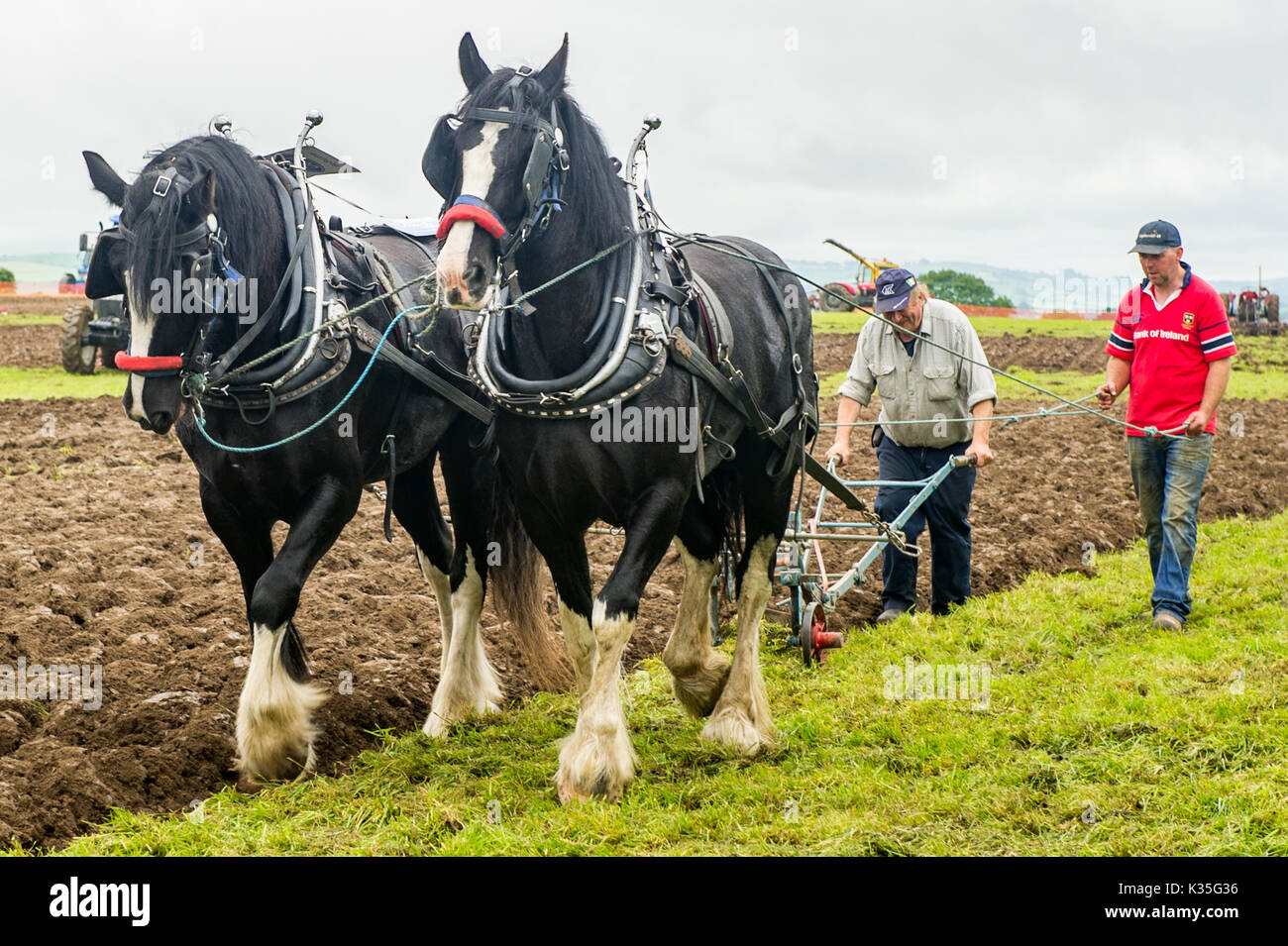 Irish cob hi-res stock photography and images - Alamy